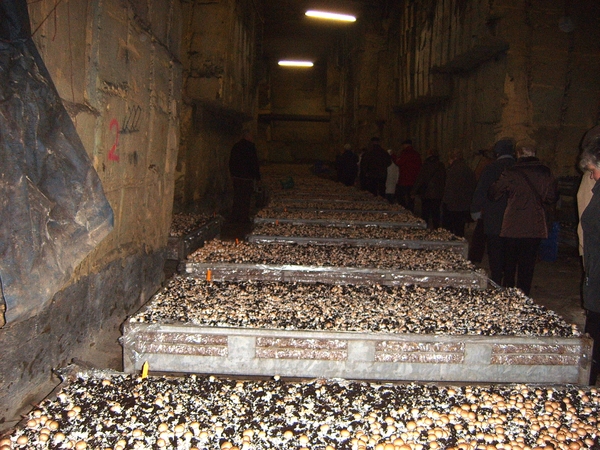 SUC52901 - mergelgrotten in kanne bij riemst - Gratis foto-albums ...