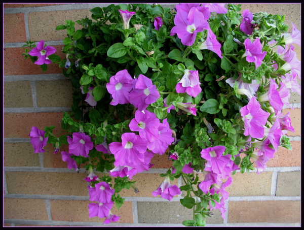 Betunia - Bloemen - Gratis foto-albums SeniorenNet