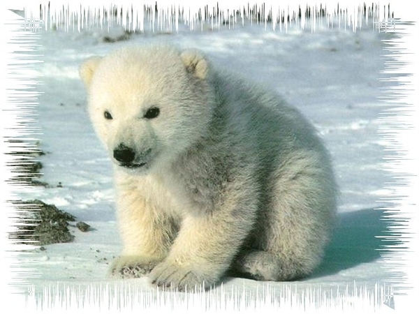 pooldieren 44 (Small) - Pooldieren 49 - Gratis foto-albums SeniorenNet